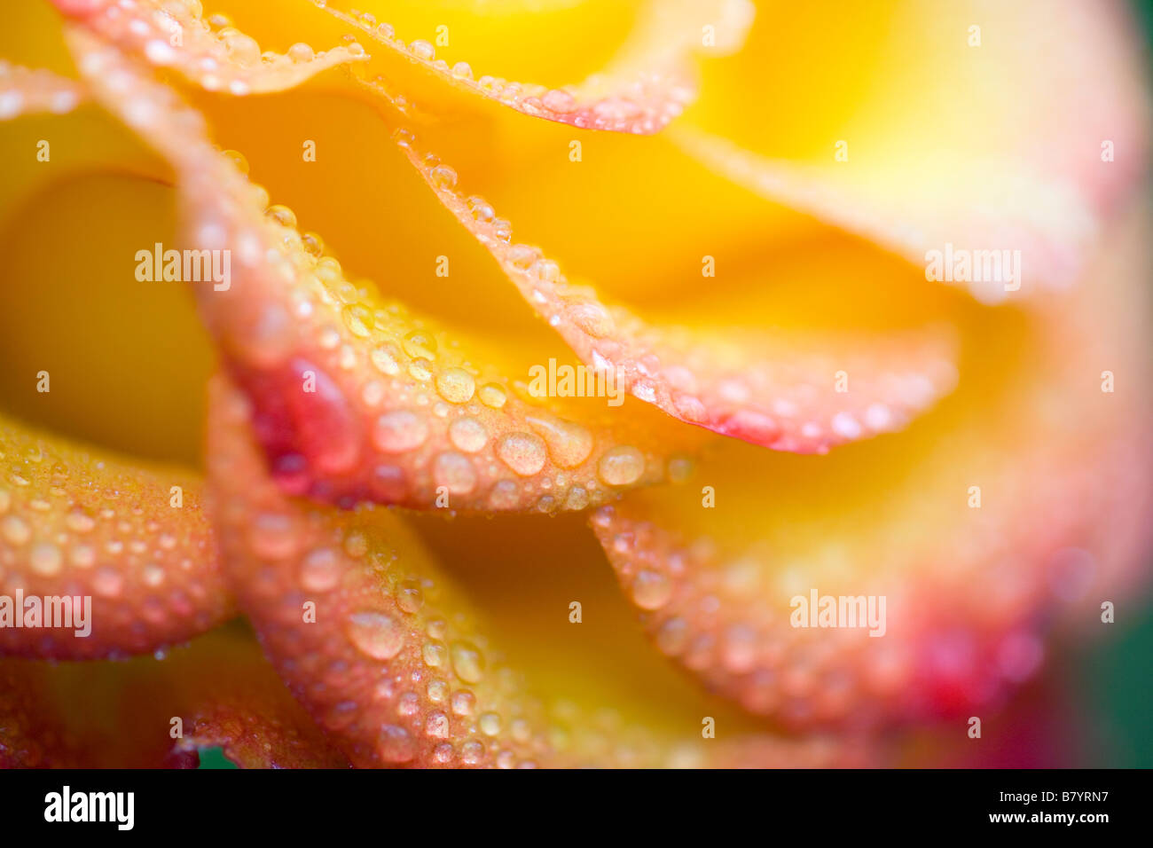 Yellow rose rosa dew drops hi-res stock photography and images - Alamy