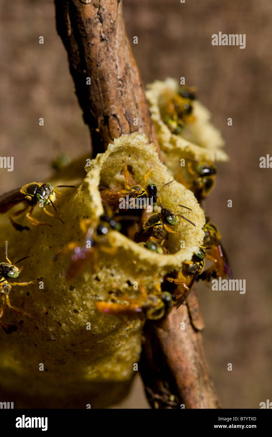 Stingless Bees (Trigona sp.) working at the entrance to their hive in ...