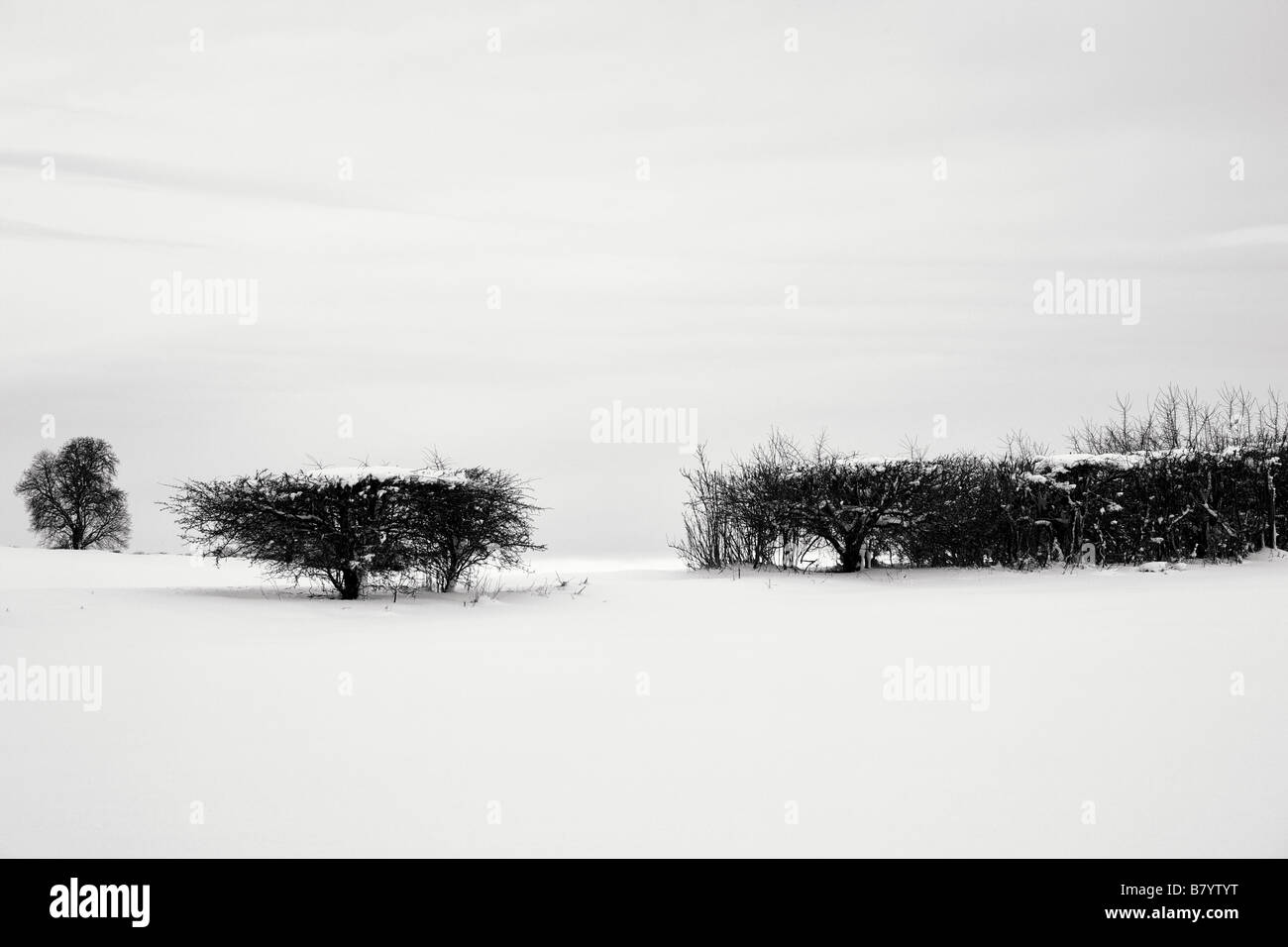 Winter hedge hi-res stock photography and images - Alamy