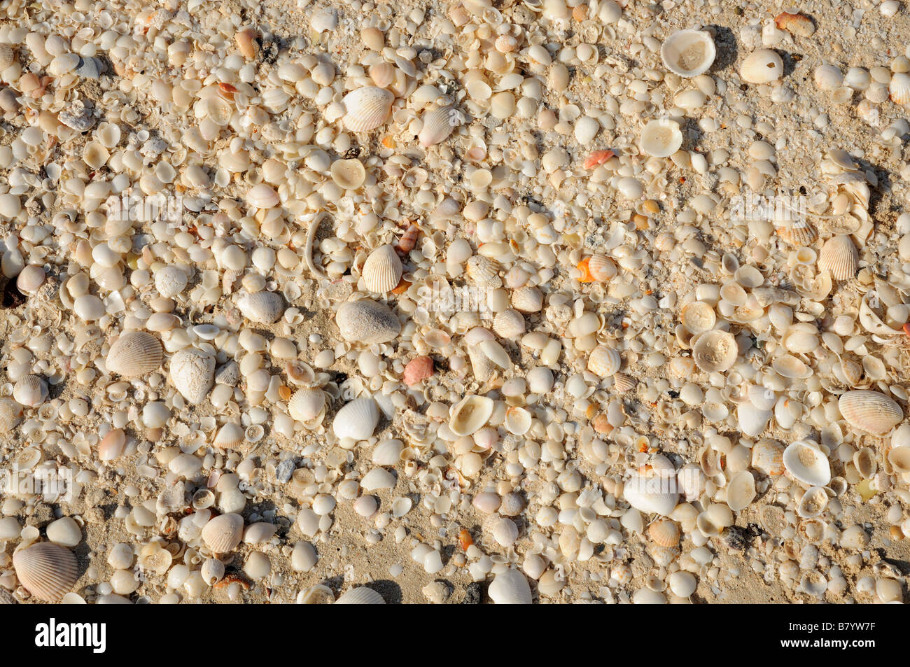 Shells on the beach Stock Photo - Alamy