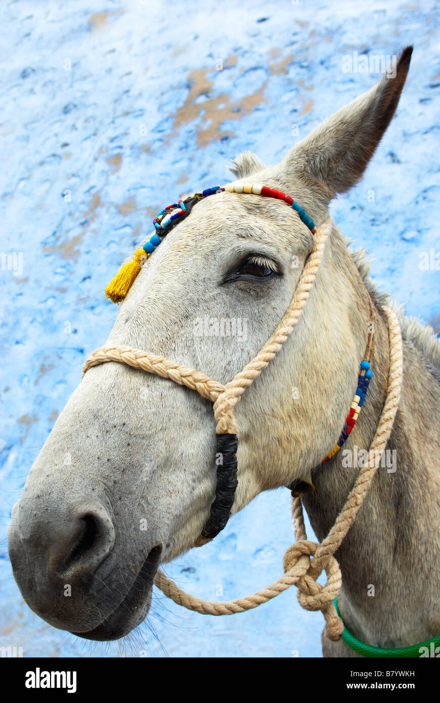 Donkey nose hi-res stock photography and images - Alamy