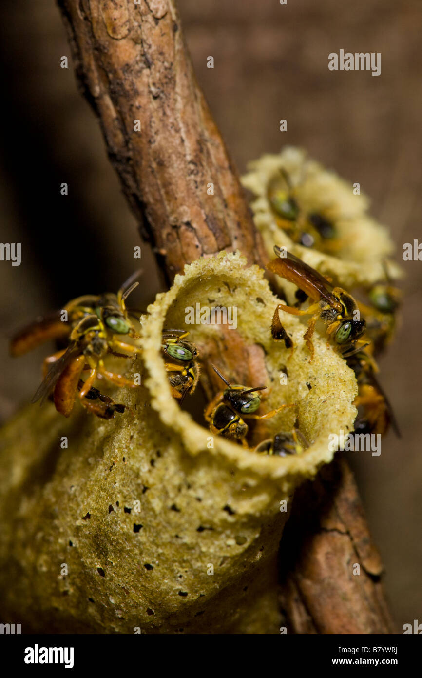 Stingless bee hi-res stock photography and images - Alamy