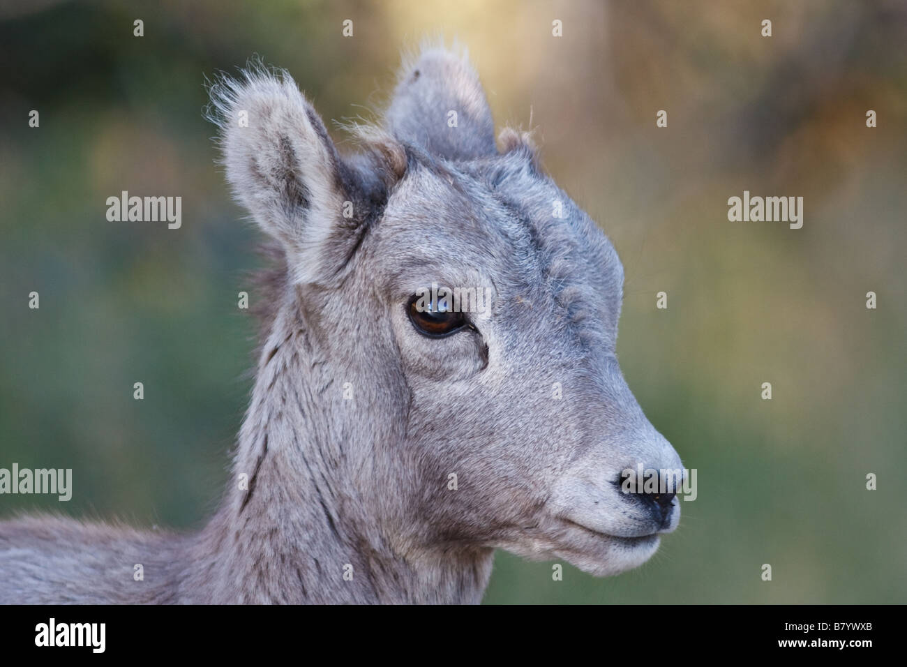 Baby ram hi-res stock photography and images - Alamy