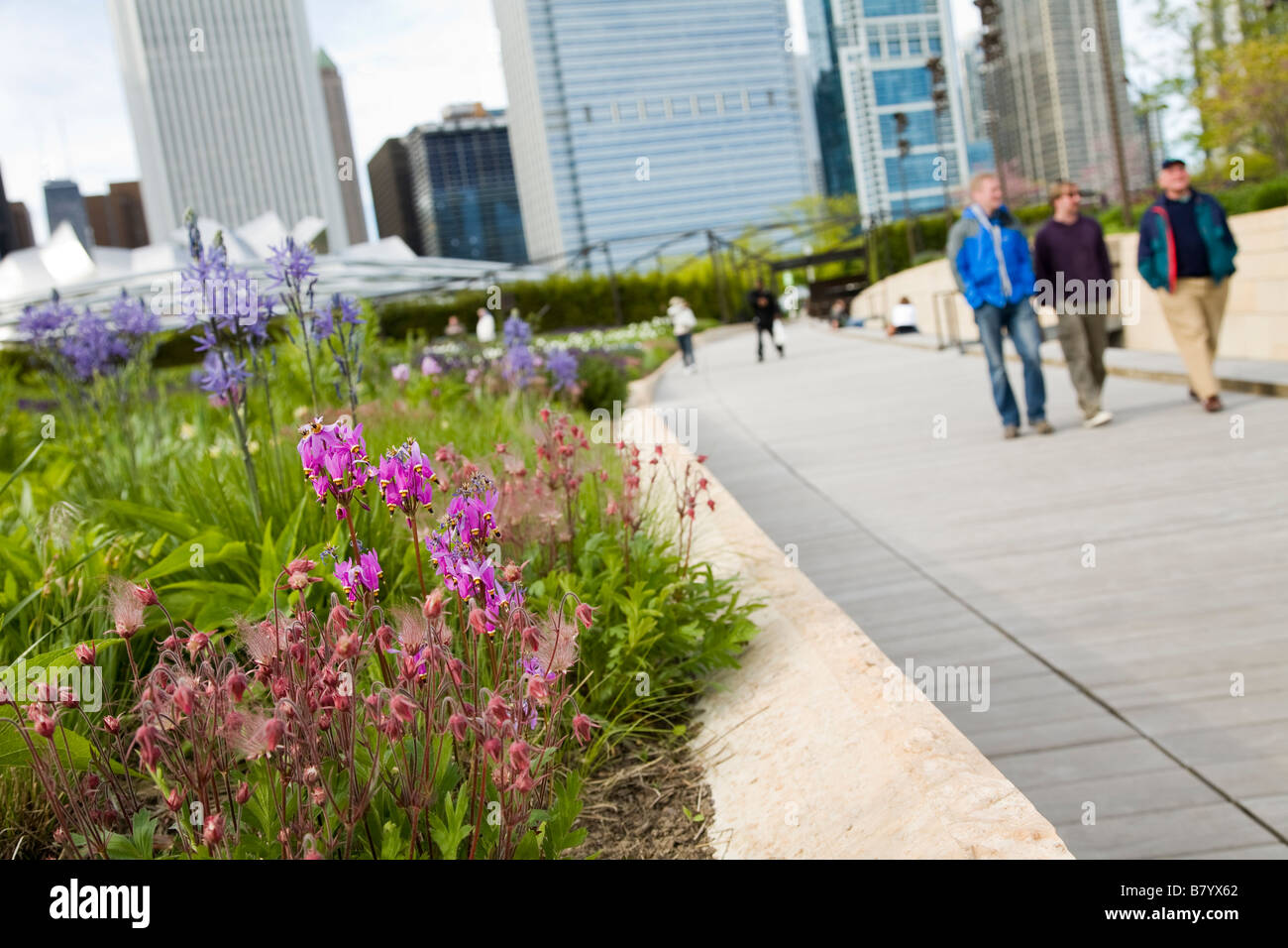 ILLINOIS Chicago Native spring wildflowers bloom in Lurie Garden in ...