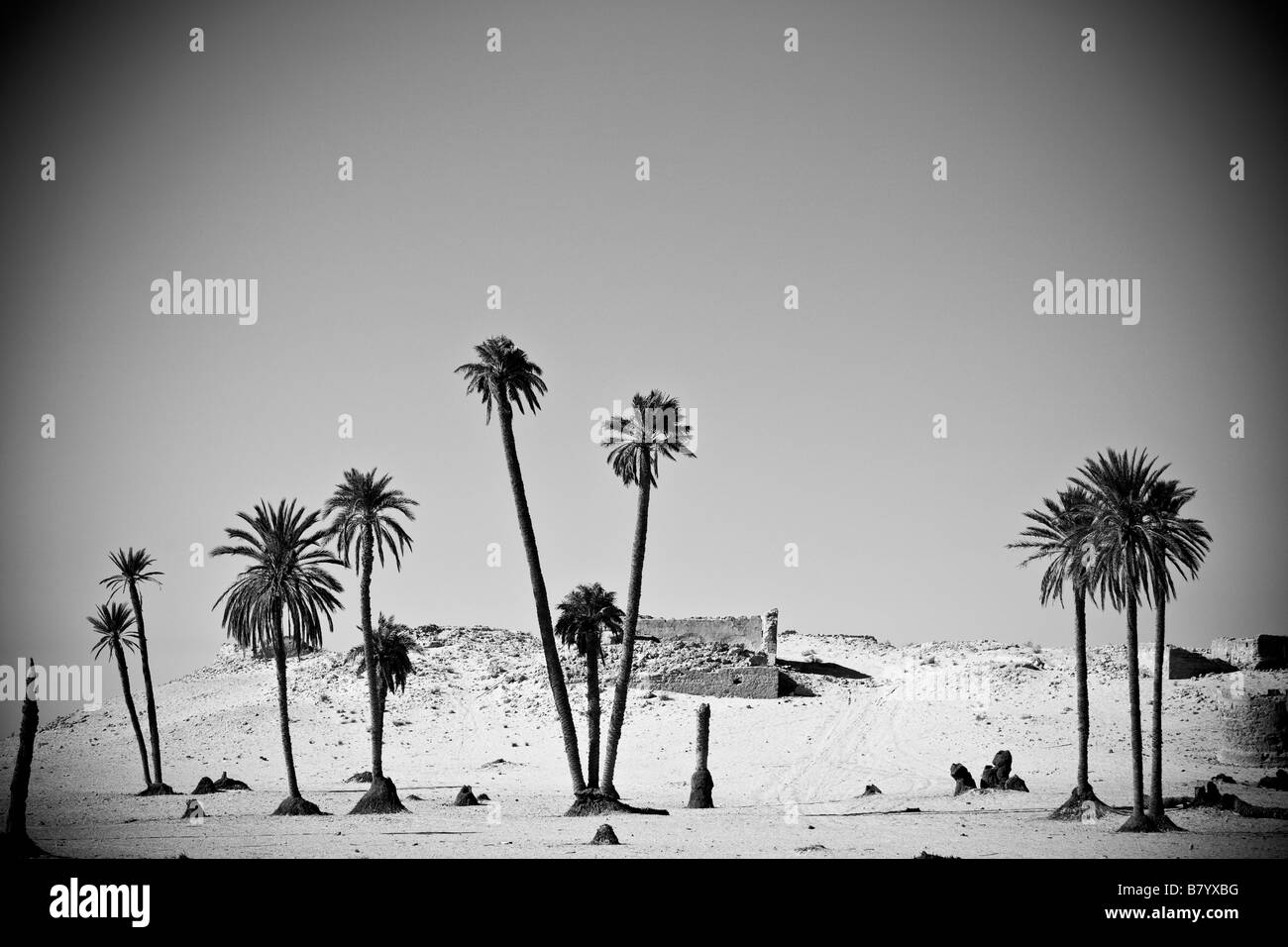 Sahara desert palm trees Black and White Stock Photos & Images - Alamy