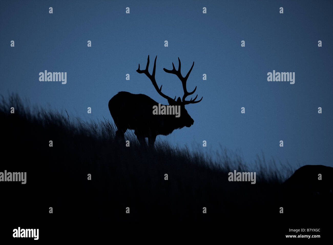 Bull elk in the moonlight Stock Photo - Alamy
