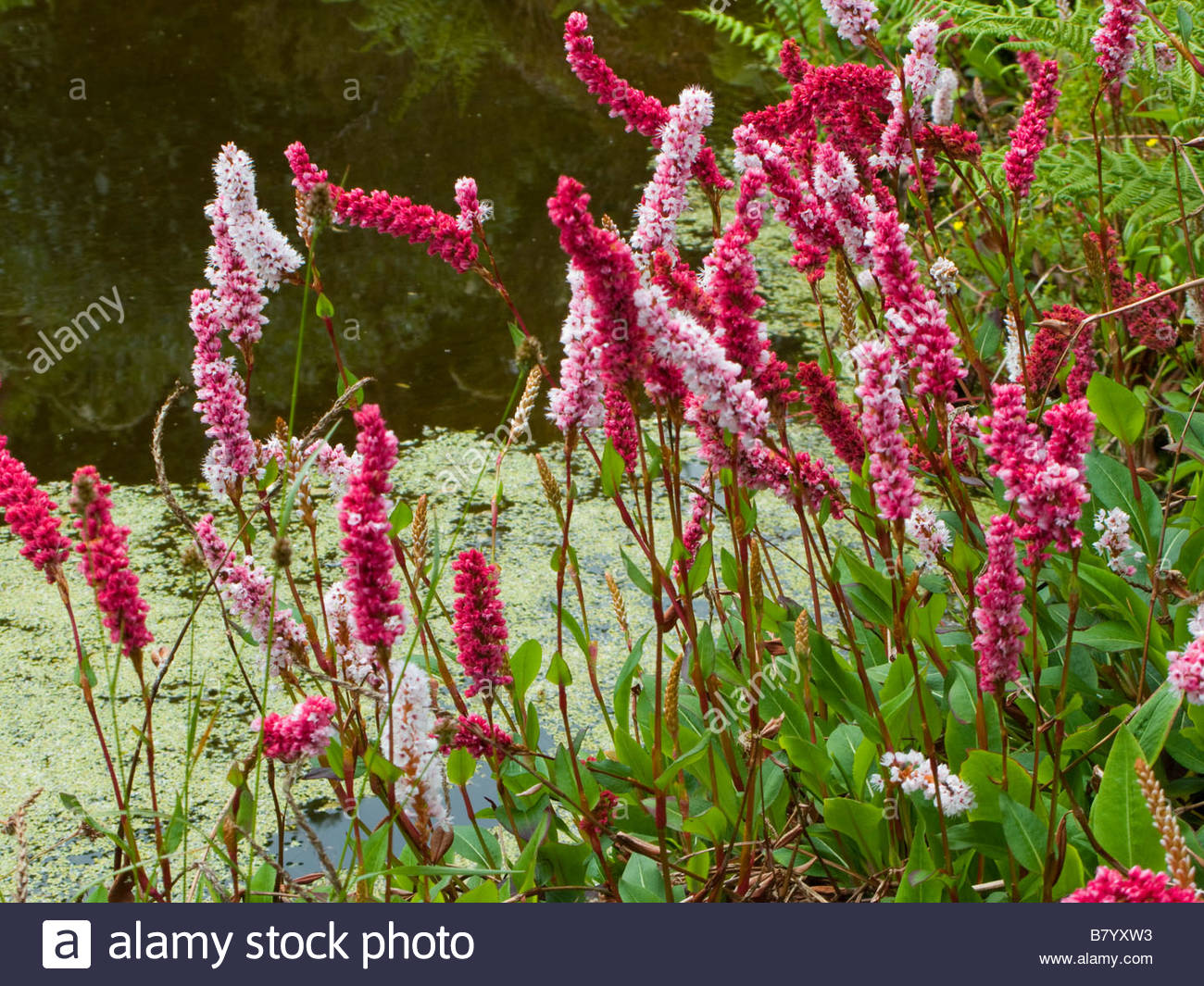 Polygonum Amplexicaule Stock Photos & Polygonum Amplexicaule Stock ...