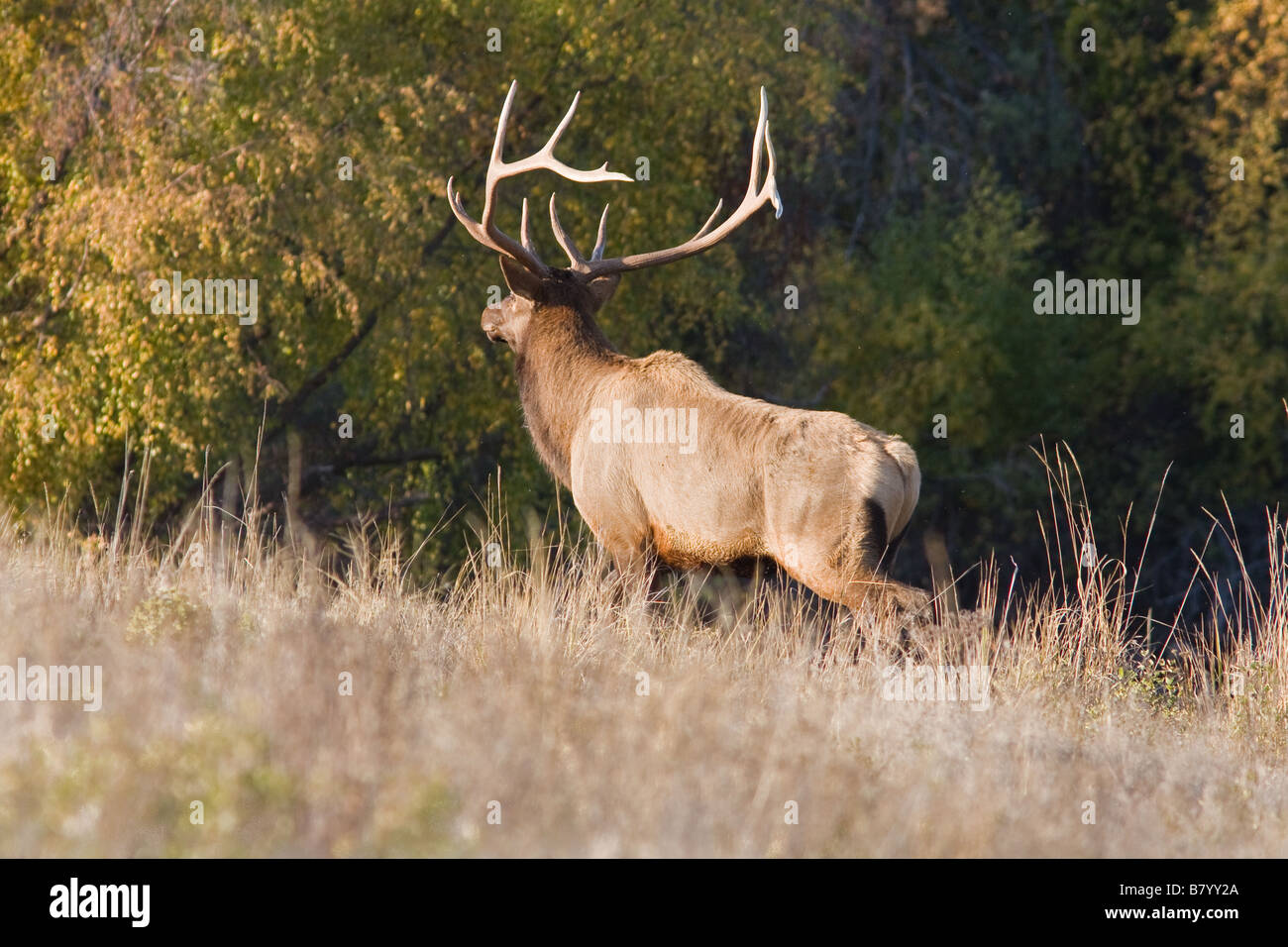Large elk in the sunset Stock Photo - Alamy