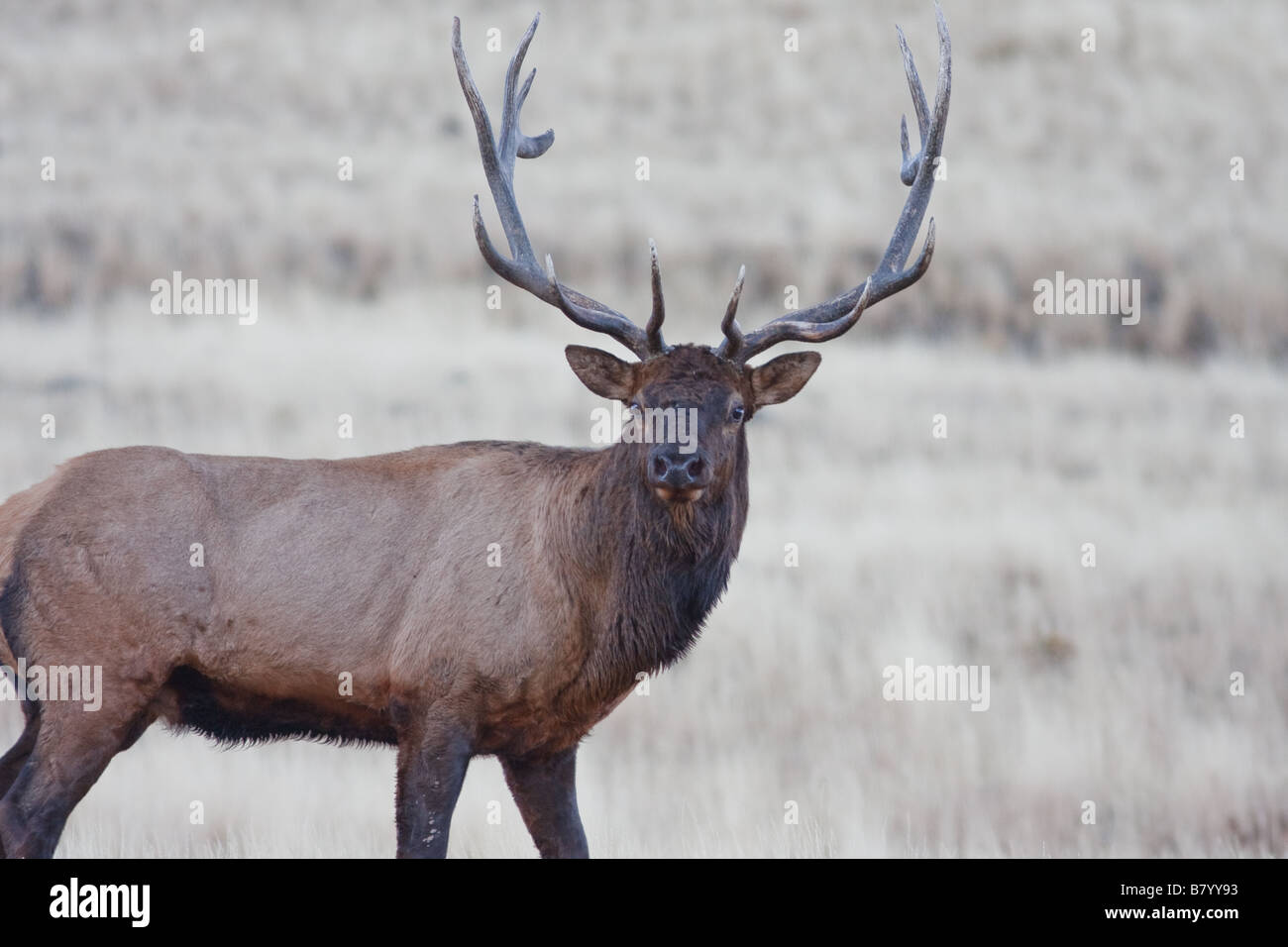 Rugged animal hi-res stock photography and images - Alamy