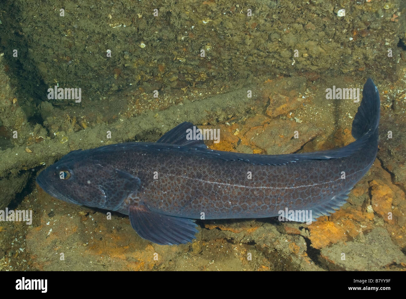 Lingcod Ophiodon elongatus on the wreck of the Princess Sophia Juneau ...