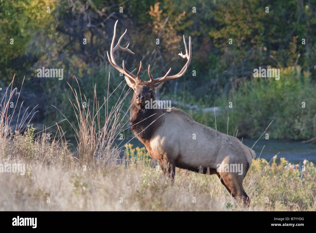 Very large elk on the shore Stock Photo - Alamy
