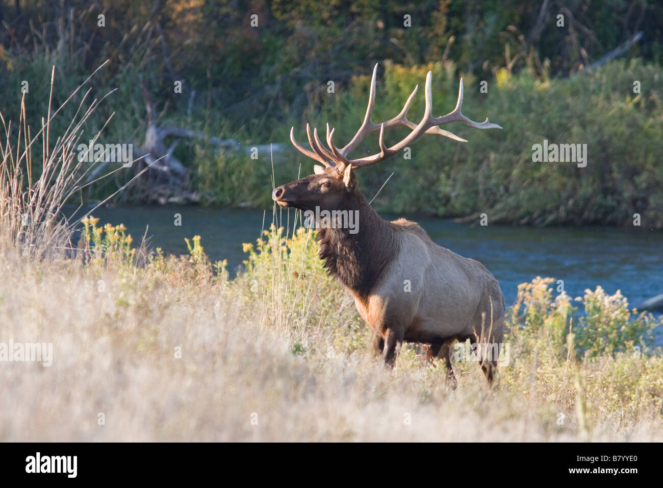 Big elk hi-res stock photography and images - Alamy