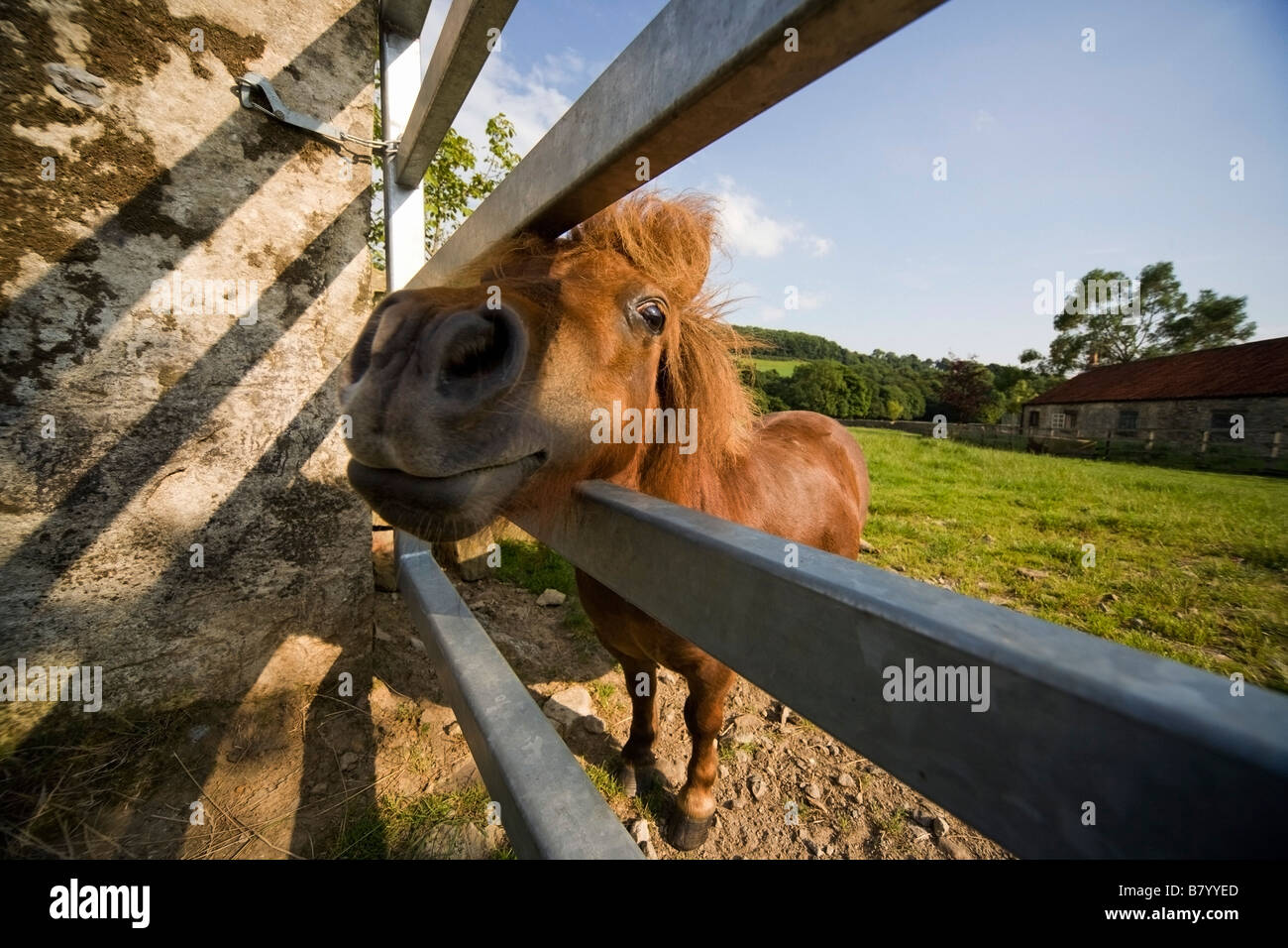 Horses behind a fence hi-res stock photography and images - Alamy