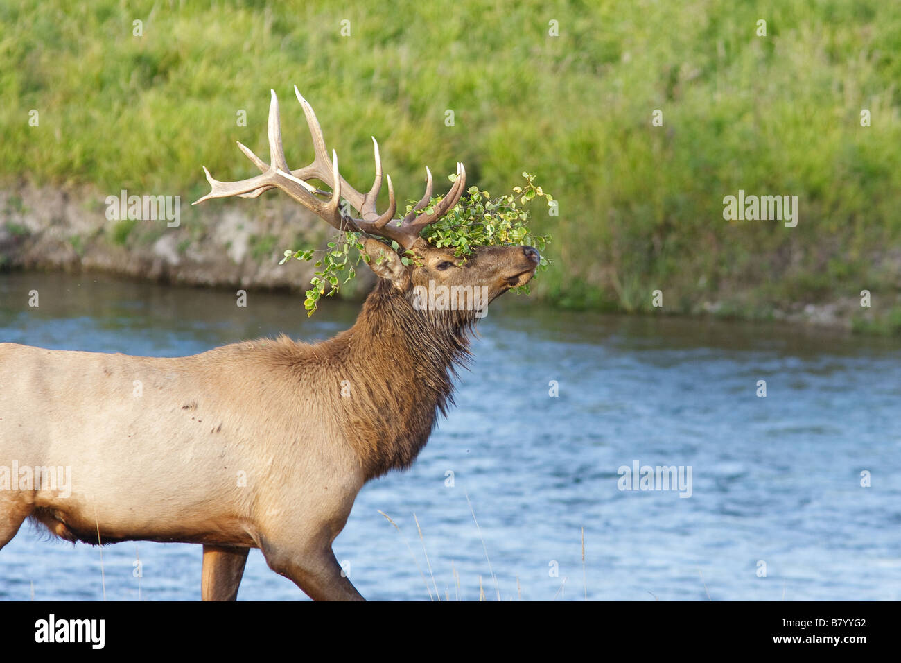 Elk animal hi-res stock photography and images - Alamy