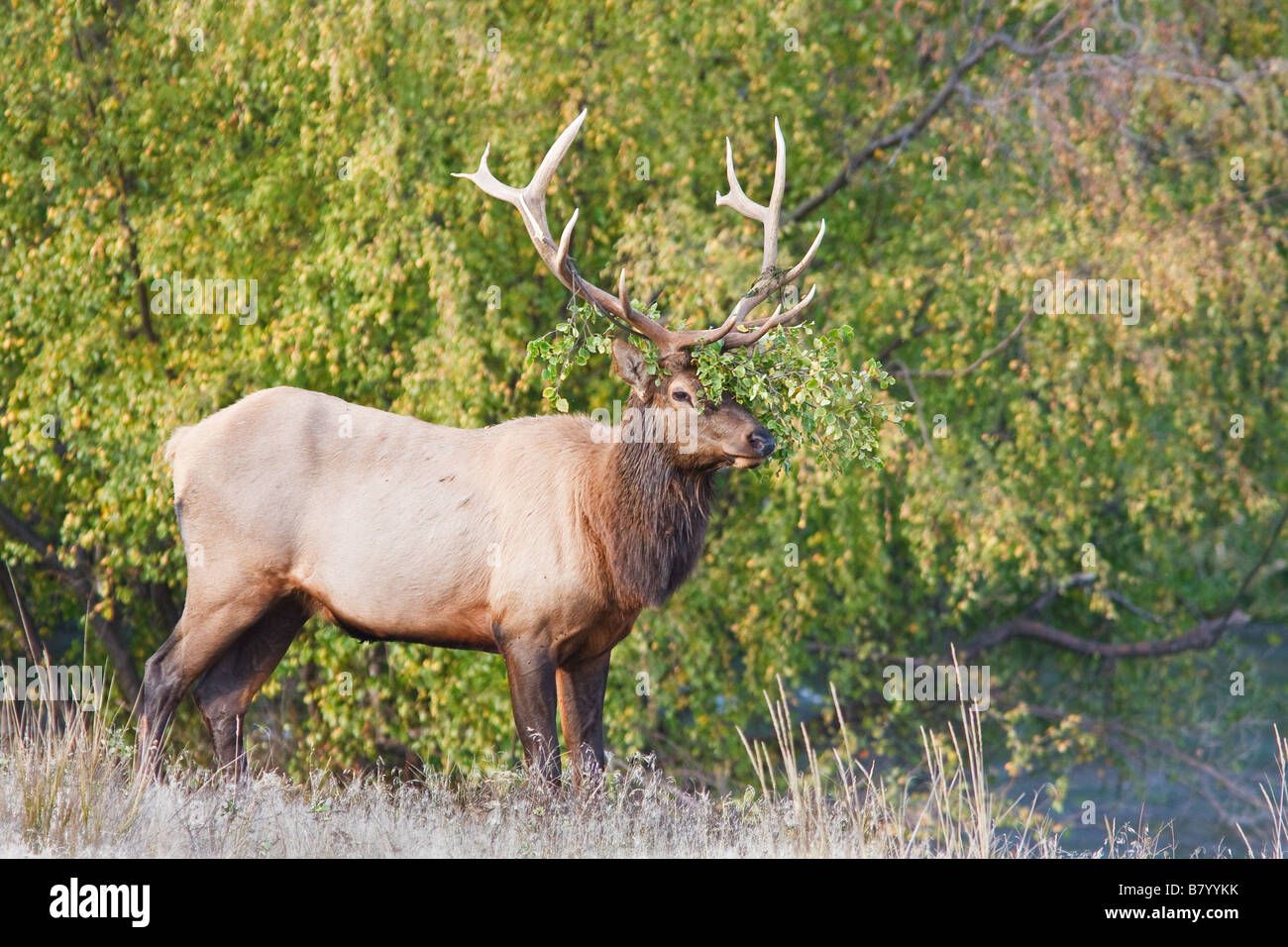 Elk with bush head Stock Photo - Alamy