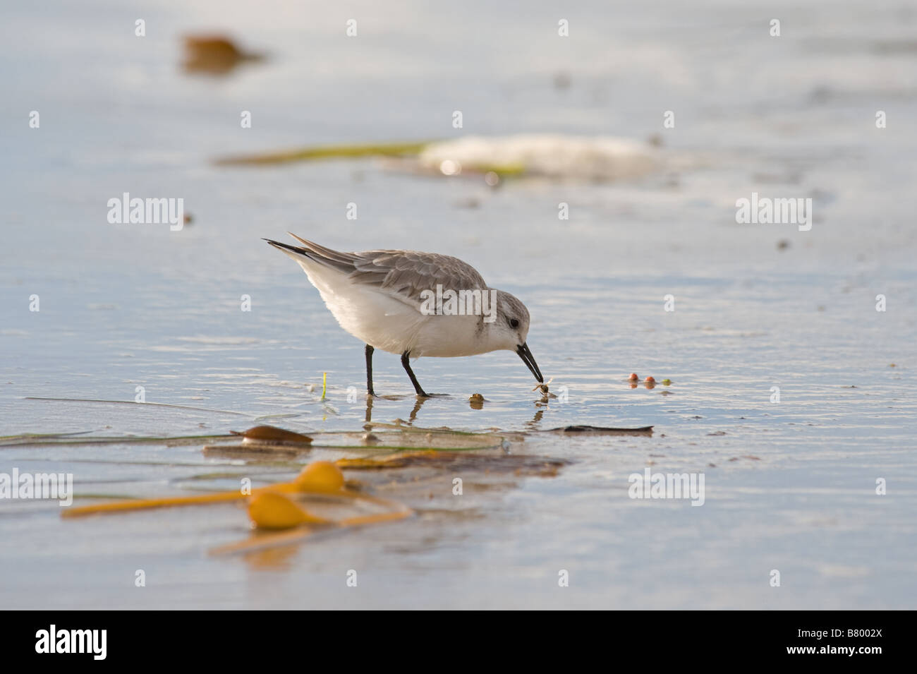Sanderling on the California coast Stock Photo - Alamy