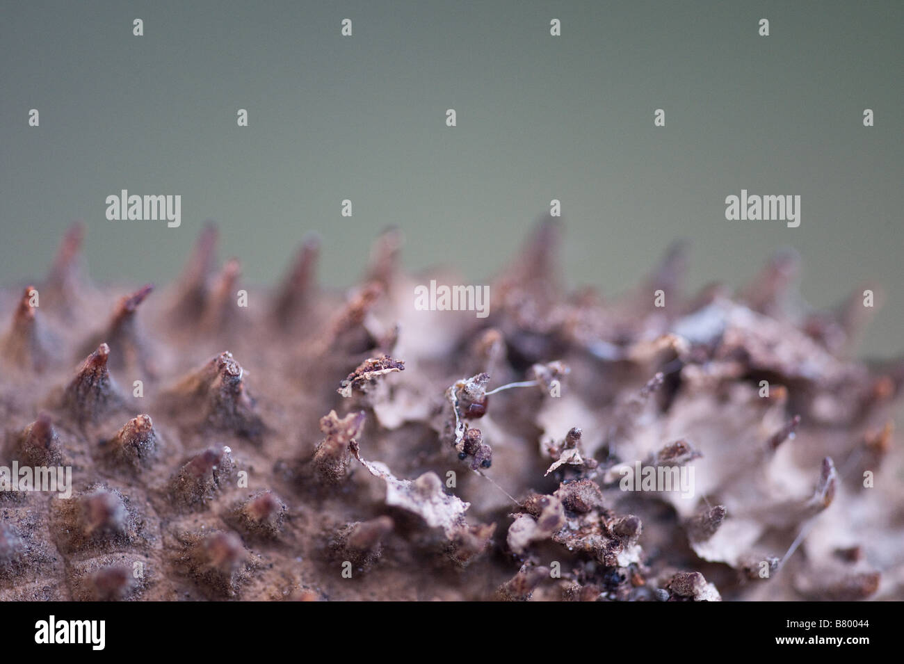 Abstract seed hi-res stock photography and images - Alamy