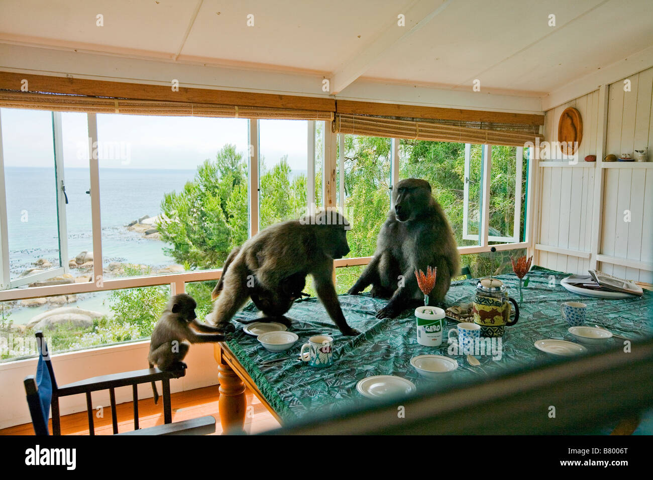 South africa baboon house hi-res stock photography and images - Alamy