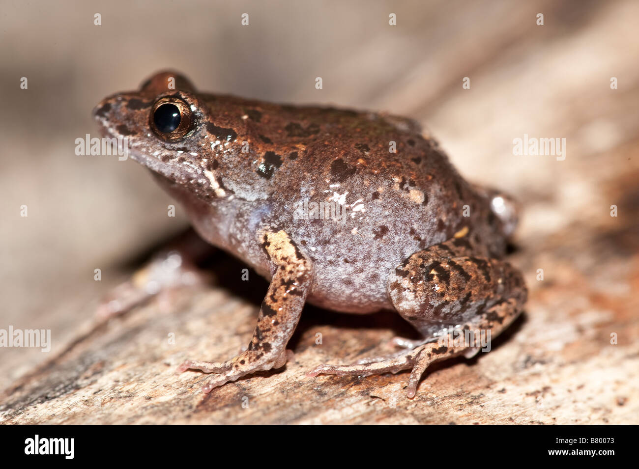 Tinkling hi-res stock photography and images - Alamy