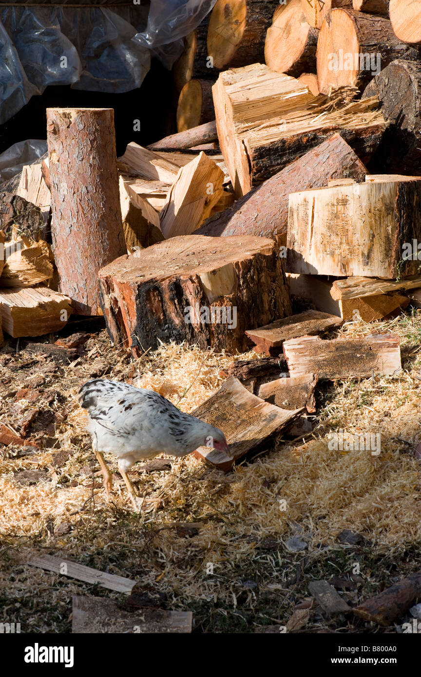 Chicken and chopped wood Stock Photo - Alamy