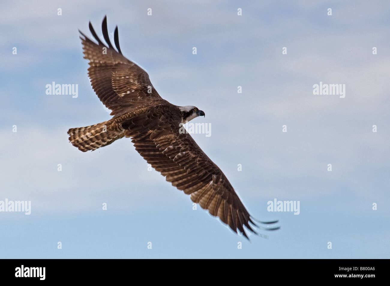 Flying osprey hi-res stock photography and images - Alamy