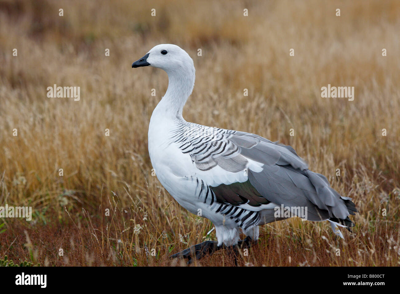 Upland Goose , Chloephaga picta,Sea Lion Island Falkland Islands Stock ...