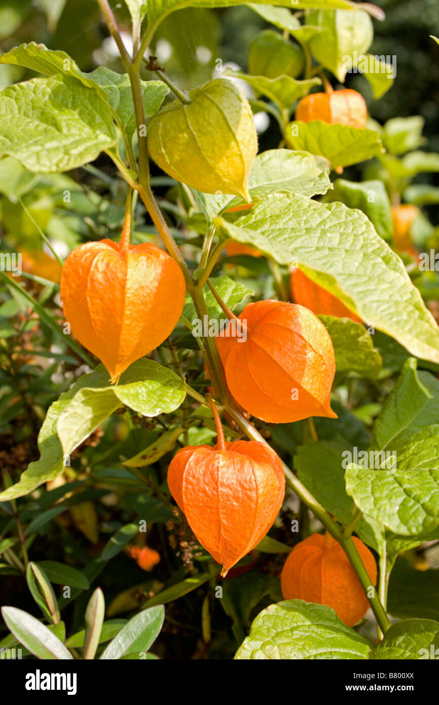 Plant chinese lantern hi-res stock photography and images - Alamy