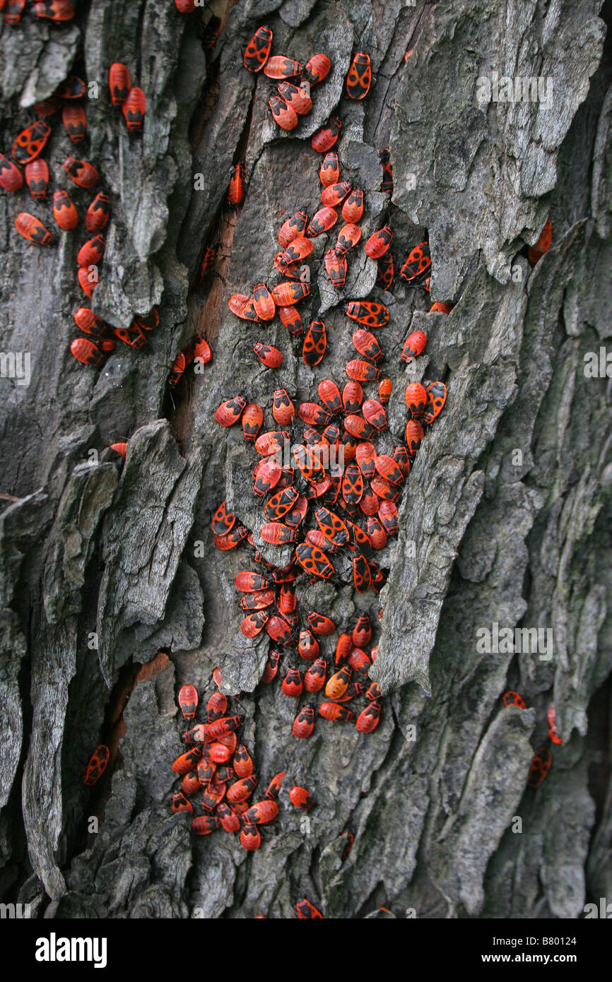firebug (Pyrrhocoris apterus), adult individuals and larvae, Germany ...