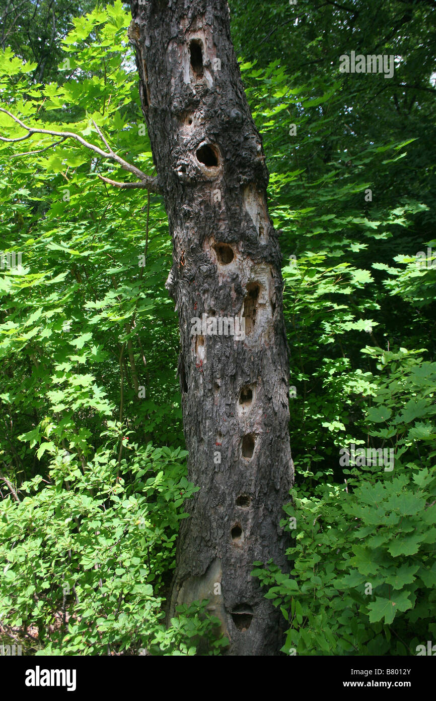 Breeding caves hi-res stock photography and images - Alamy