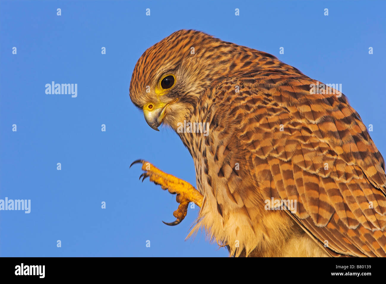 Kestrel side view hi-res stock photography and images - Alamy
