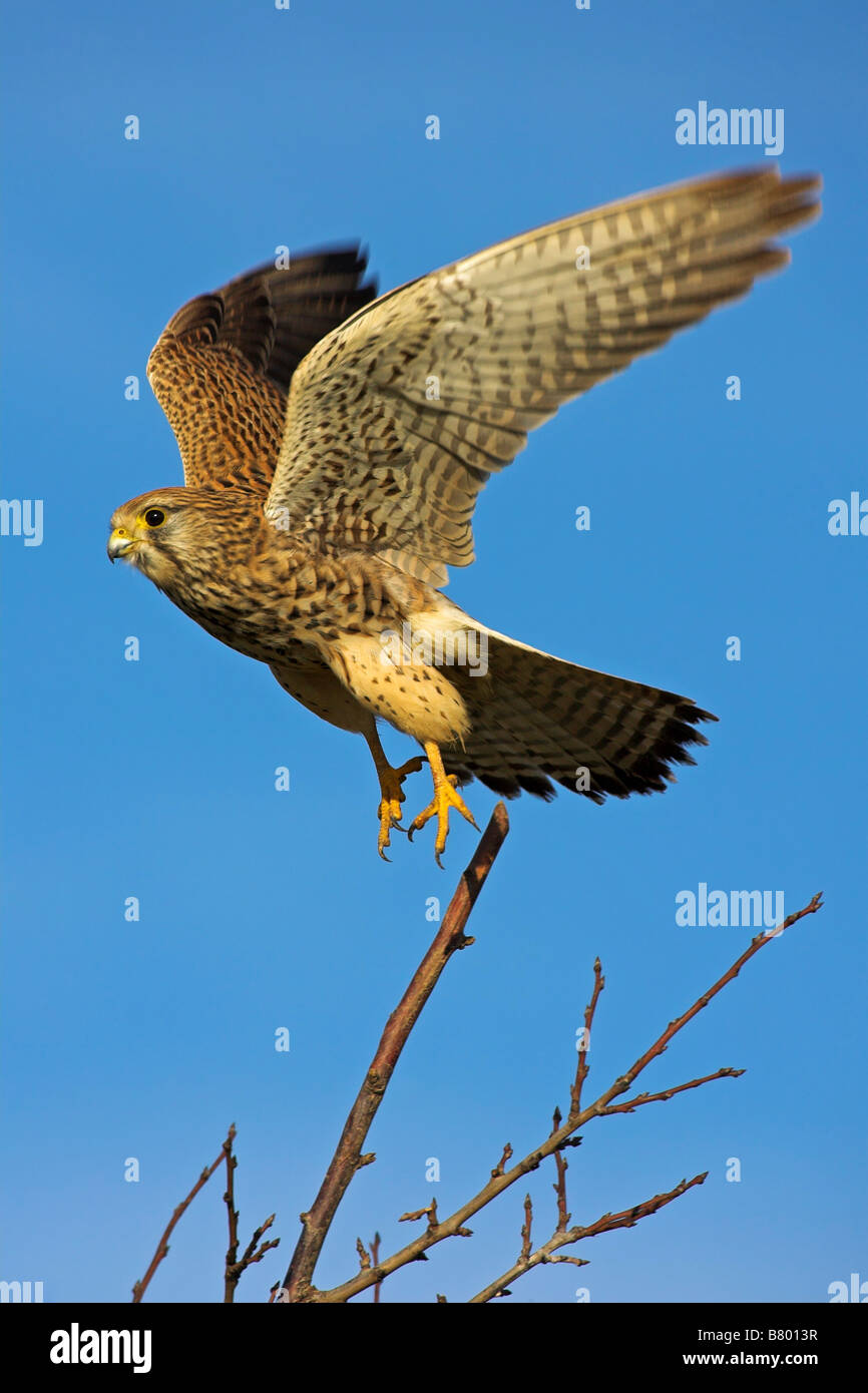 Falco tinnunculus in flight hi-res stock photography and images - Alamy