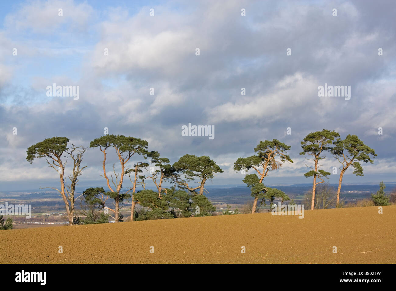 View of row of old Scots Pine trees Pinus sylvestris Cotswolds UK Stock ...