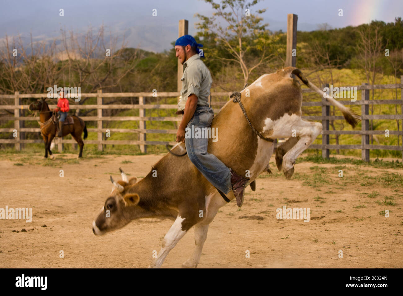 Man riding a bull in Guanacaste, Costa Rica Stock Photo - Alamy