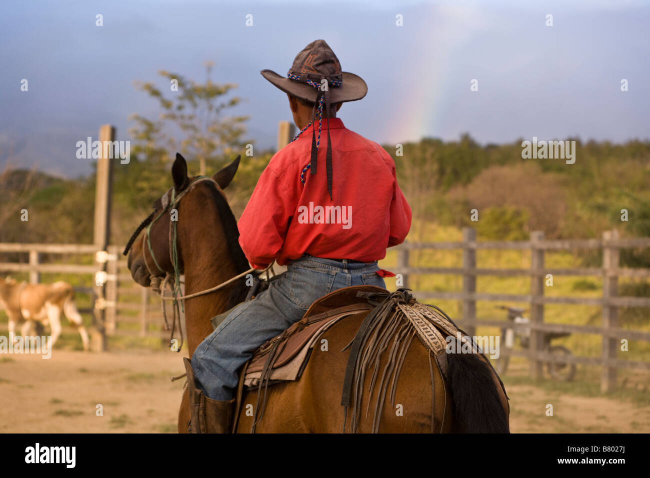 Cowboy on a horse wrangling a bull in Guanacaste, Costa Rica Stock ...