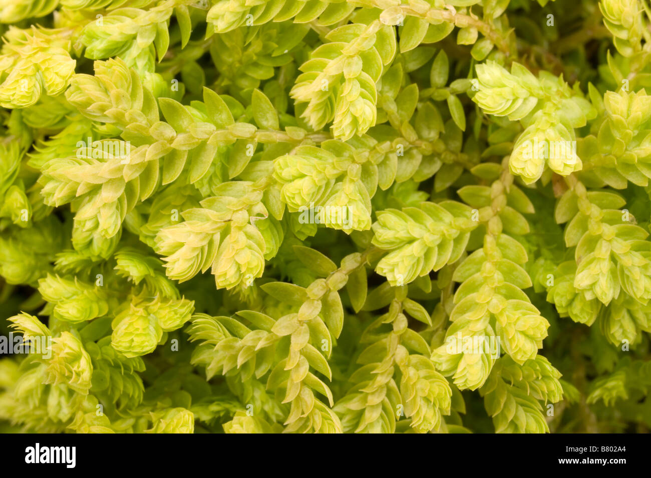 Spike moss hi-res stock photography and images - Alamy