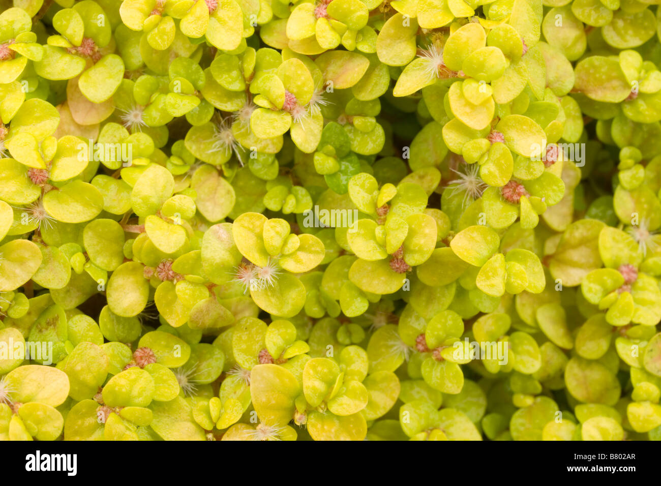 close-up of soleirolia soleirolii aurea "golden baby tears Stock Photo ...