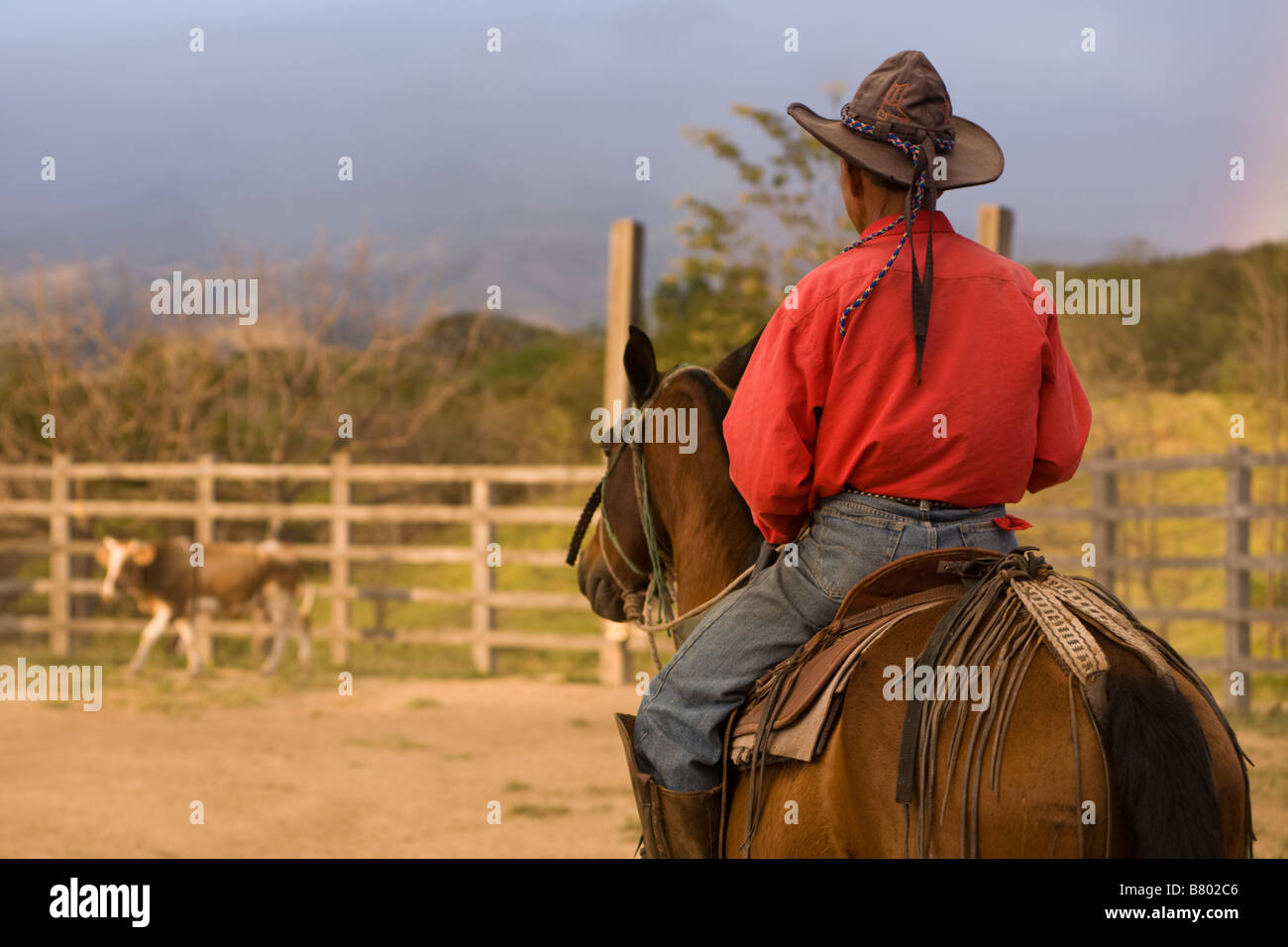Cowboy on horse wrangling a bull in Guanacaste, Costa Rica Stock Photo ...