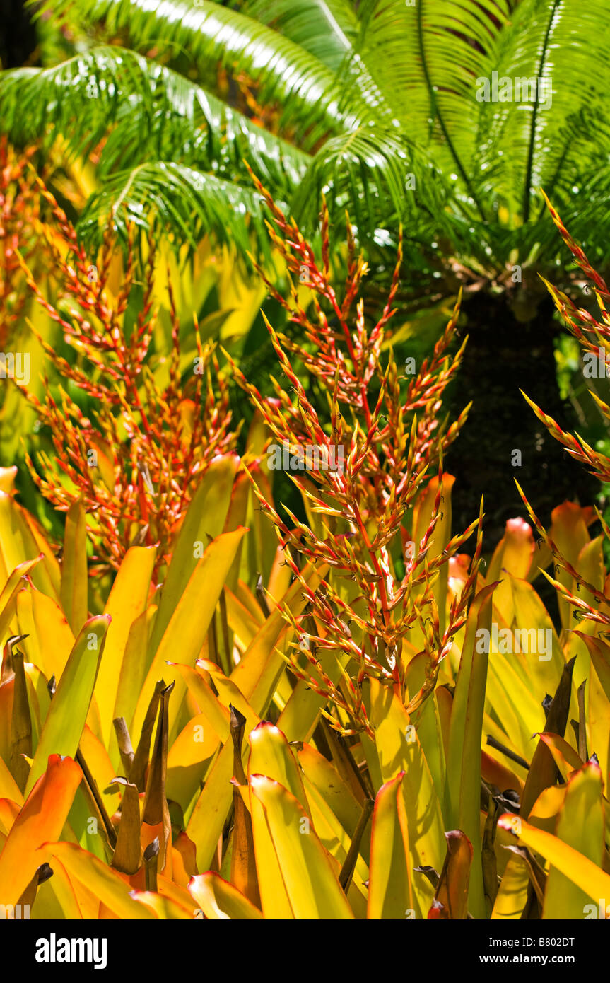 Tropical foliage Island of Kauai Hawaii Stock Photo - Alamy