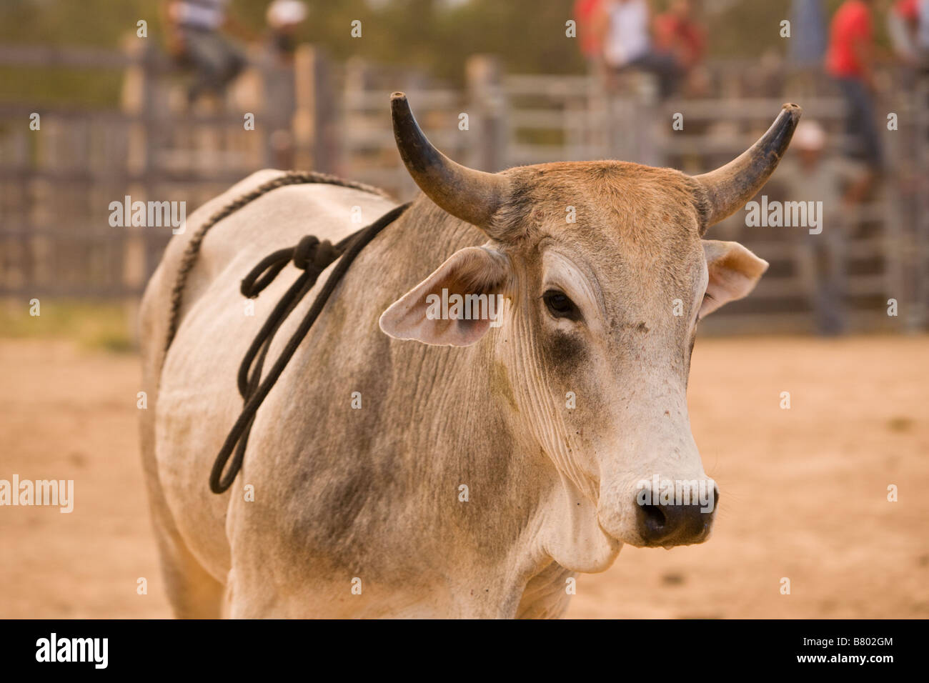 Bull in a bull riding ring in Guanacaste, Costa Rica Stock Photo - Alamy