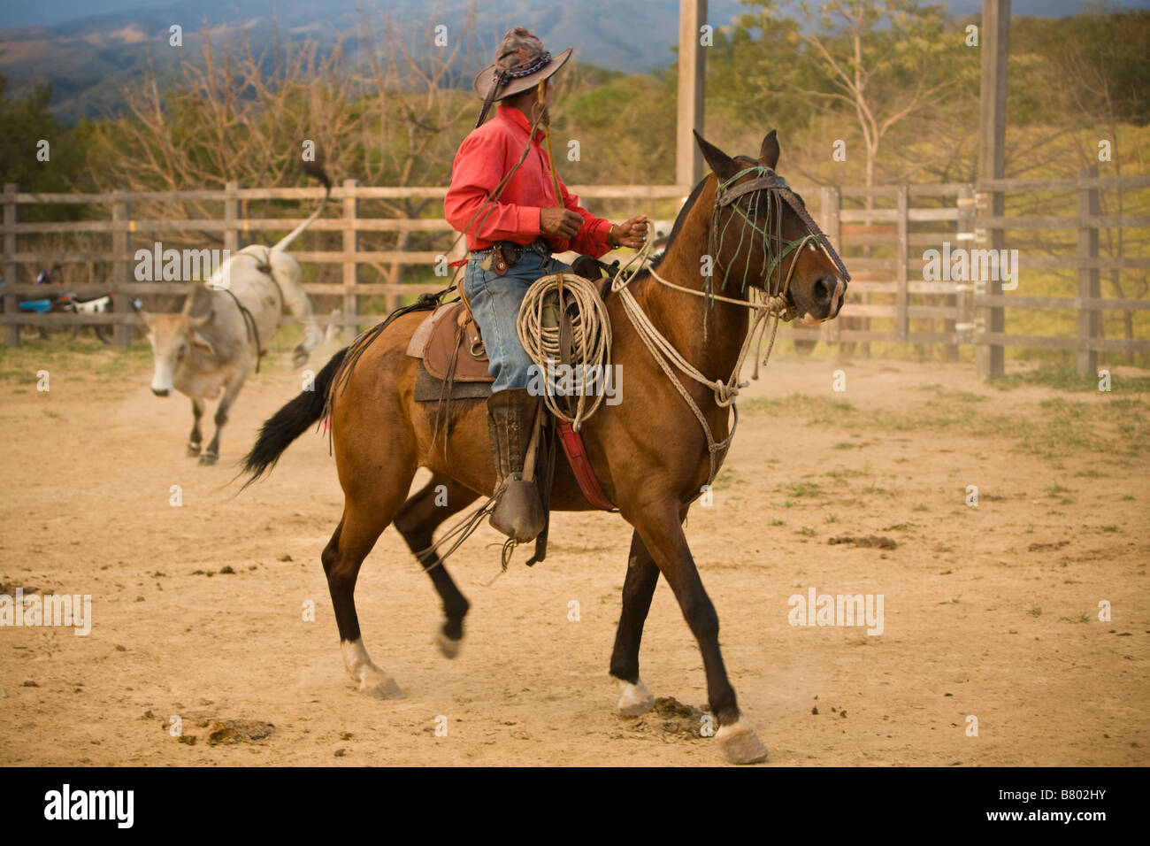 Cowboy on horse wrangling a bull in Guanacaste, Costa Rica Stock Photo ...
