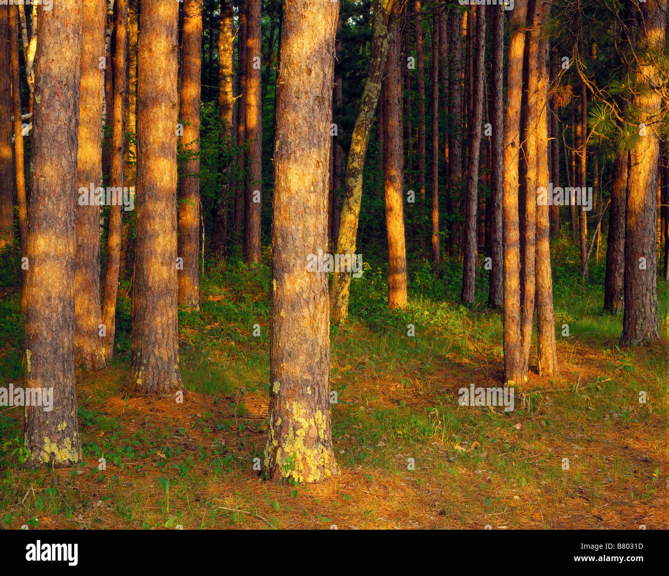 St croix state park hi-res stock photography and images - Alamy