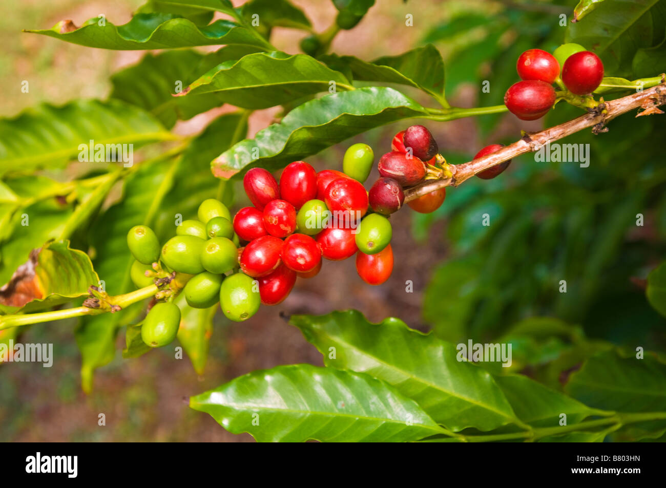 Red coffee cherries on the vine at the Kauai Coffee Company Island of ...