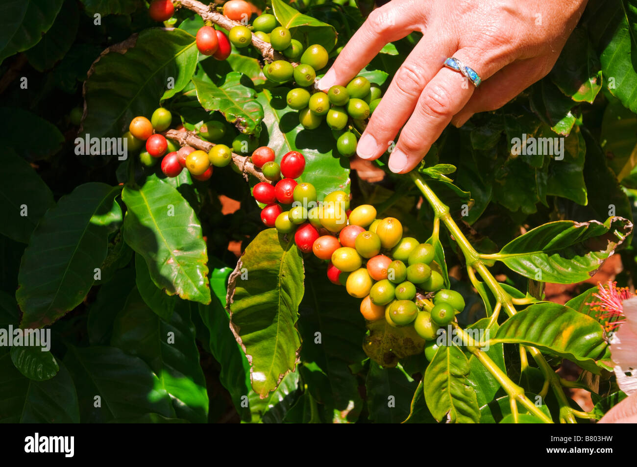 Red coffee cherries on the vine at the Kauai Coffee Company Island of ...