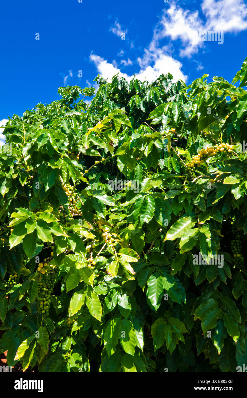 Hawaiian coffee plantation hi-res stock photography and images - Alamy
