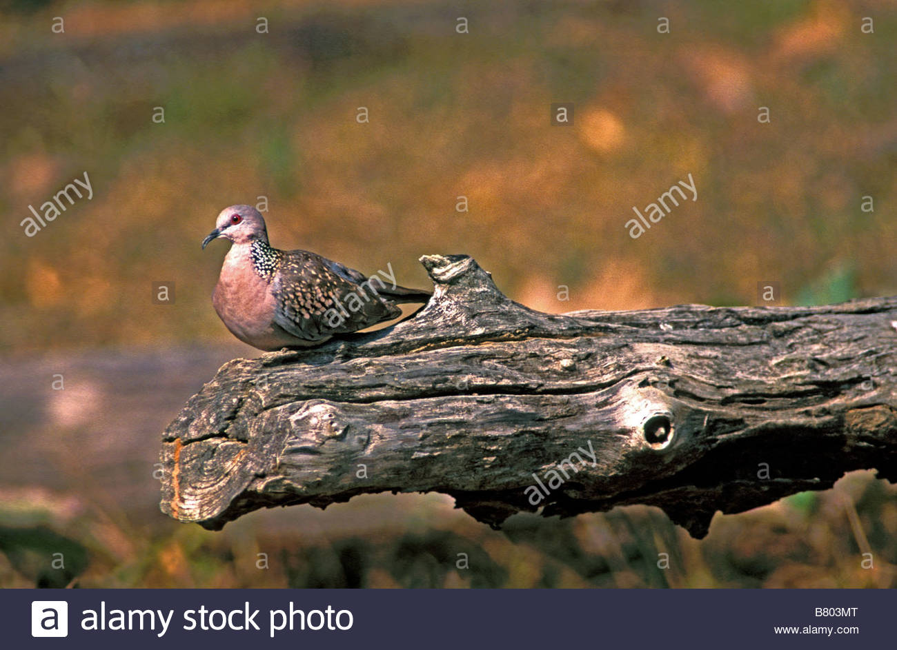 Indian Turtle Dove Stock Photos & Indian Turtle Dove Stock Images - Alamy