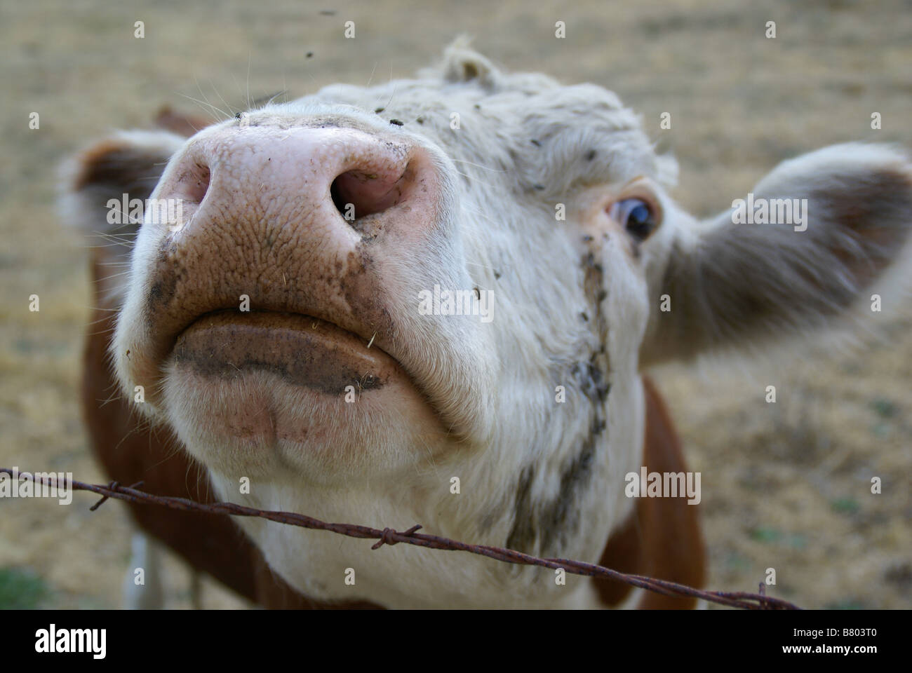 Cow over fence hi-res stock photography and images - Alamy