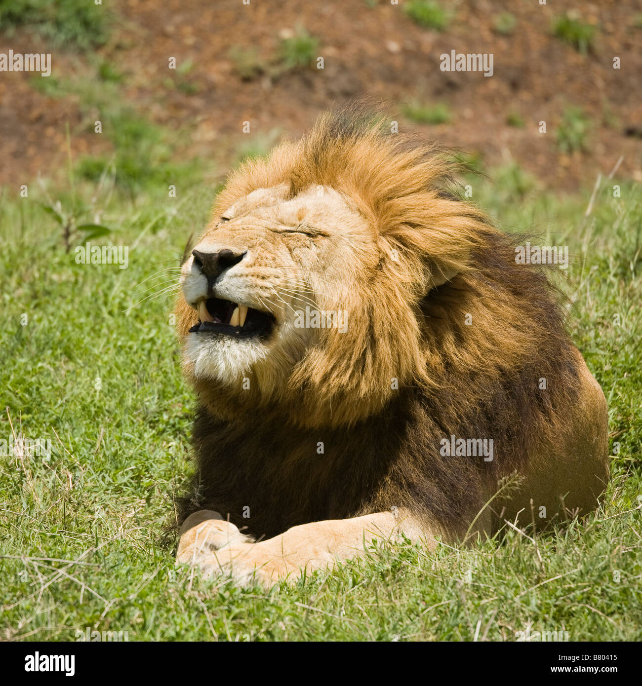 Lion with an unusual expression in the Masai Mara in Kenya Stock Photo ...