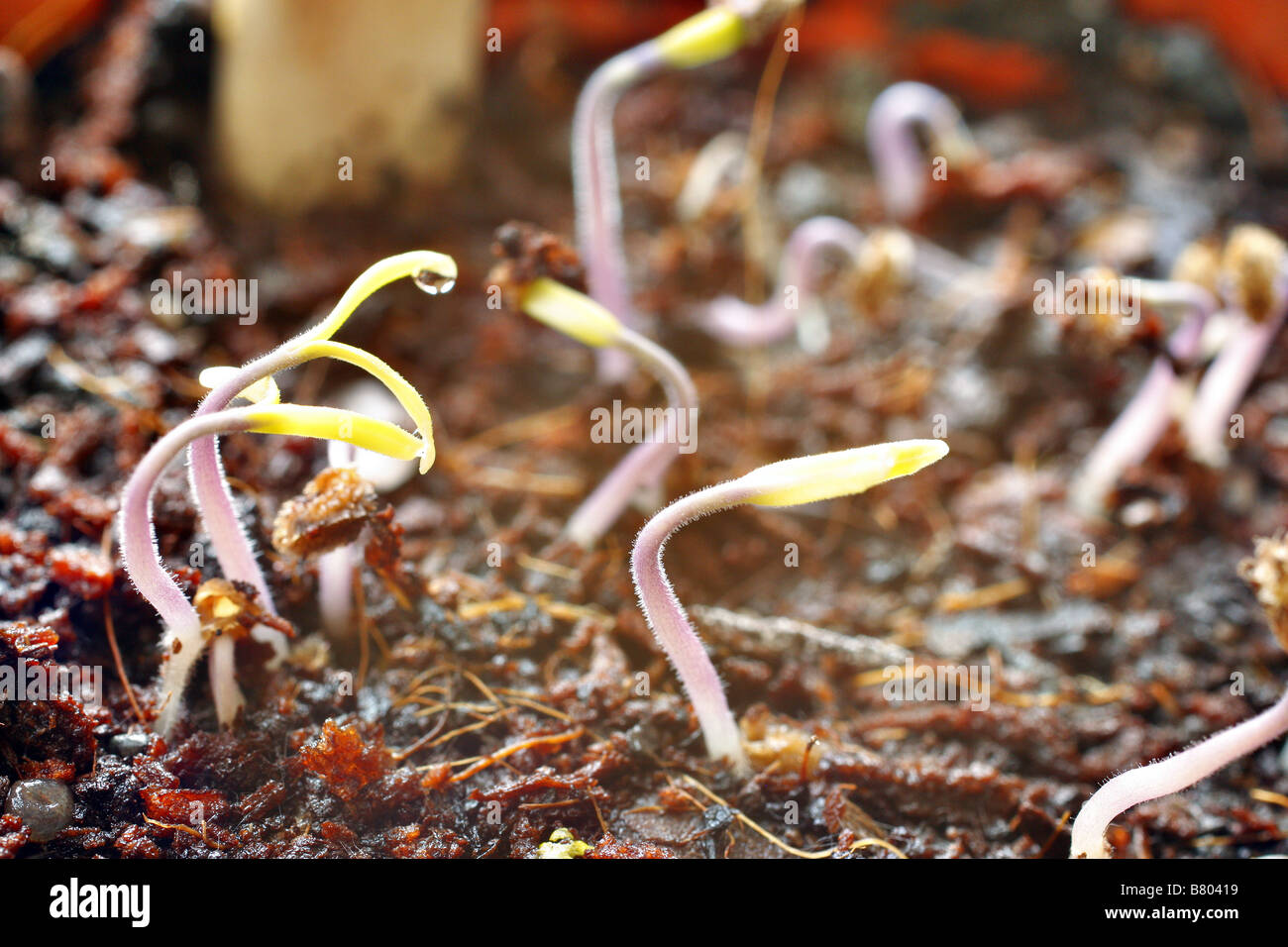 Tomato plant germinating growing sowing seedling hi-res stock ...