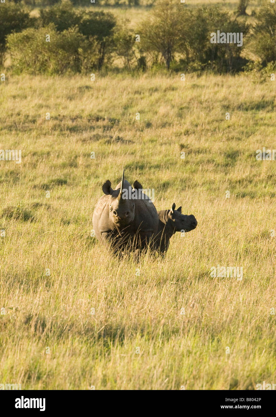 A Black Rhinosaurus with her calf on the plains of the Masai Mara in ...