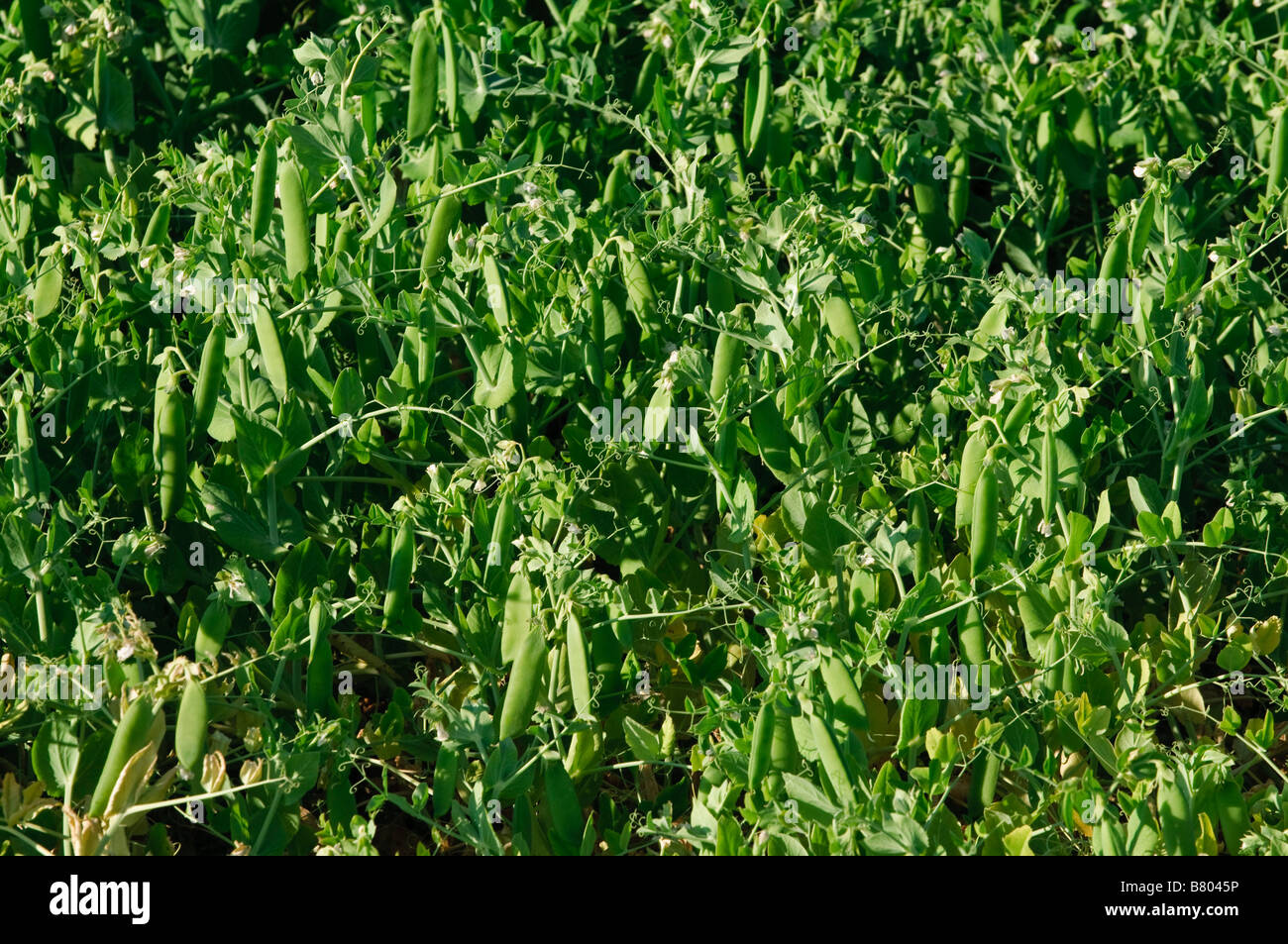Fresh pea plants nearing maturity showing partially filled pods in a ...
